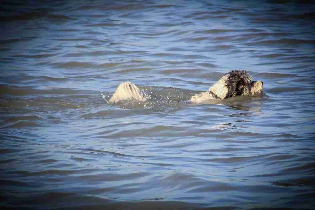 Shih Tzu Swimming: Can Shih Tzu Swim? | Pets Travelog