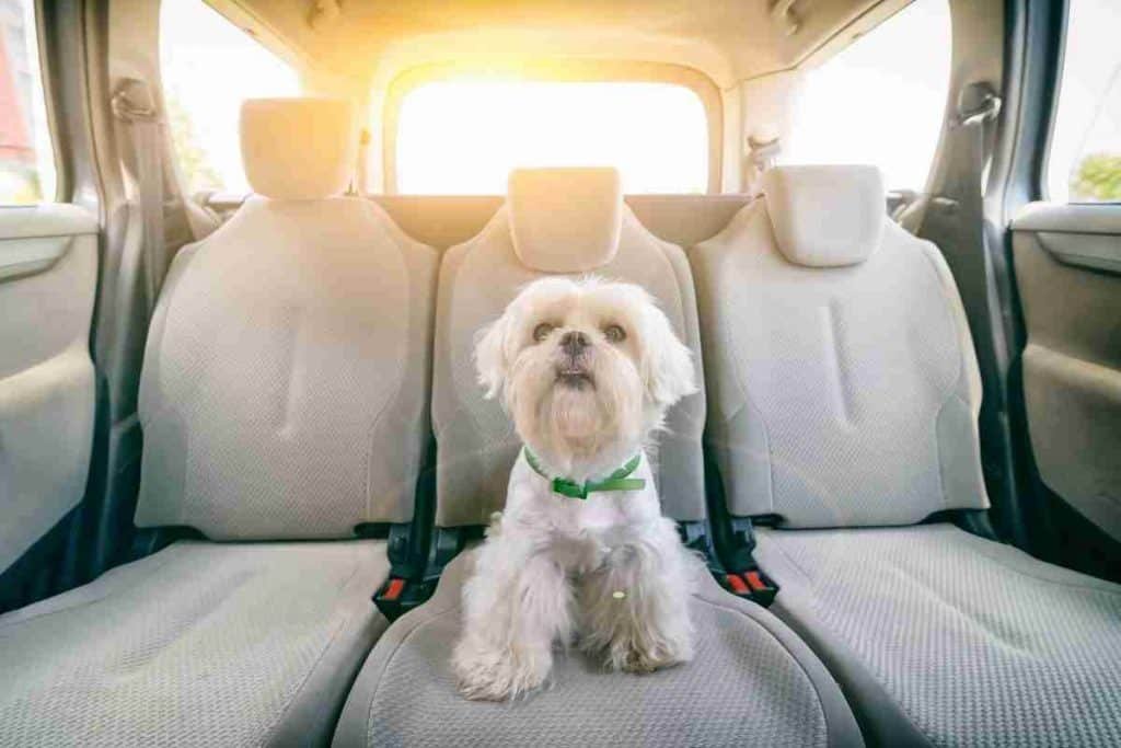 How to Safely Lift a Large Dog Into a Car — 5 Easy Steps | Pets Travelog
