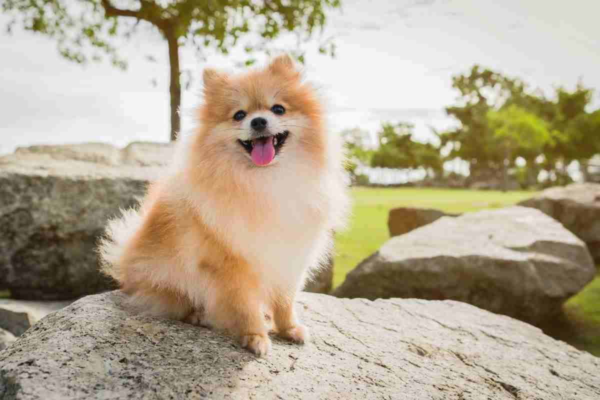 15 Dogs You Can Take On A Plane! (List With Photos) | Pets Travelog